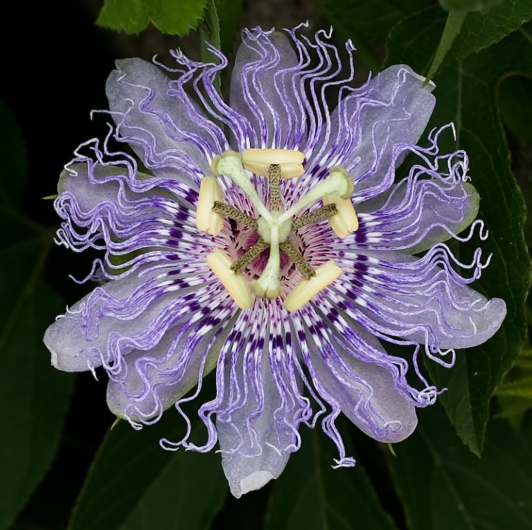 Plant Profile: Common Passionflower (Passiflora incarnata ...