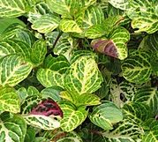 Plants for a plant Zoo: Chicken Gizzard (Iresine herbstii ...