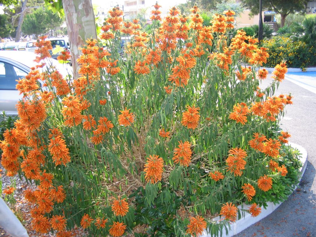 Plant Profile: Lion’s Tail (Leonotis leonurus) – KarensGardenTips.com