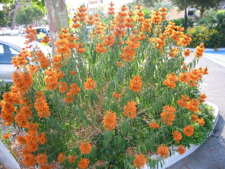 Plant Profile: Lion’s Tail (Leonotis leonurus) – KarensGardenTips.com