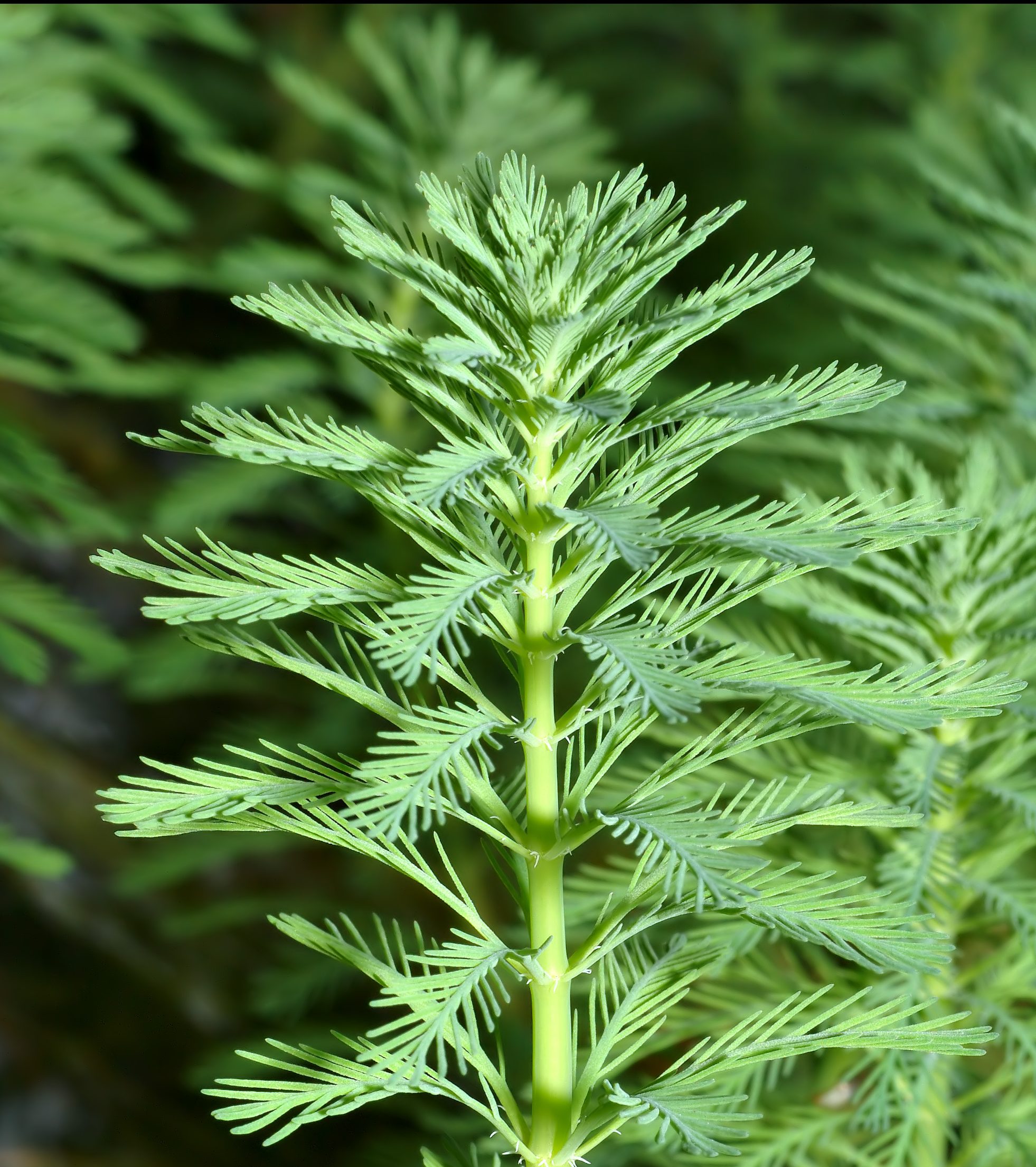 Plants for a Plant Zoo: Parrot Feather ( Myriophyllum aquaticum ...