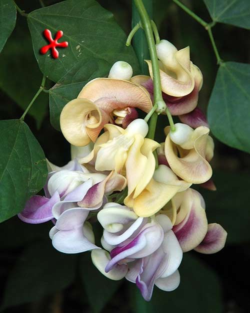 Plants for a Plant Zoo: Snail Vine ( Cochliasanthus caracalla aka Vigna ...