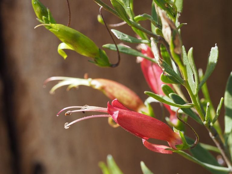 Plant Profile: Spotted Emu Bush (Eremophila maculata ...