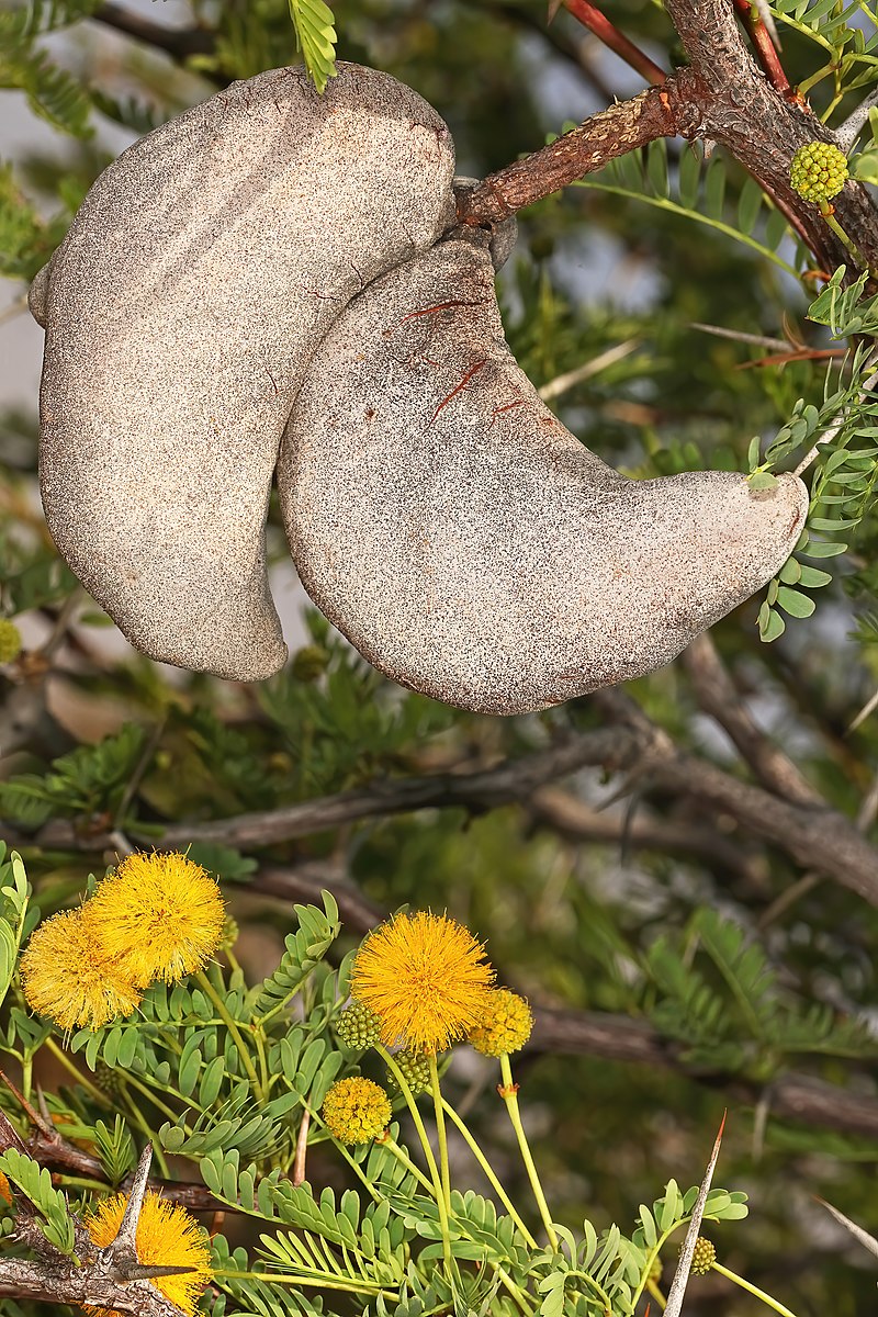Plant Profile: Giraffe Thorn (Vachellia erioloba aka Acacia erioloba ...