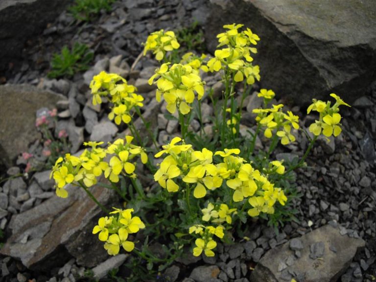 Plant Profile: Alpine Wallflower aka Kotschy Erysimum (Erysimum ...