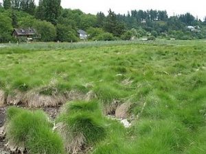Plant Profile: Saltmeadow Cordgrass (Spartina patens ...