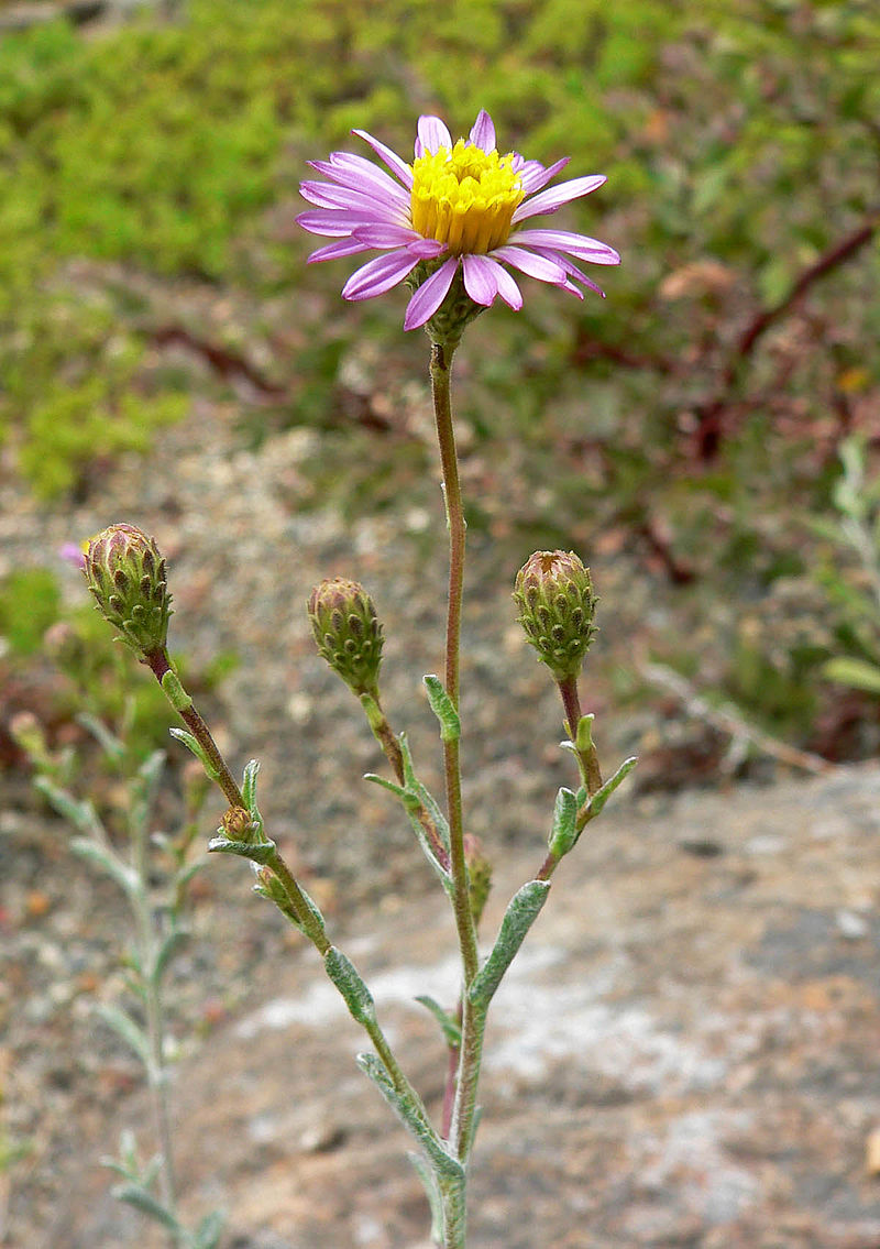 Plant Profile: Common Sand Aster (Corethrogyne filaginifolia aka ...
