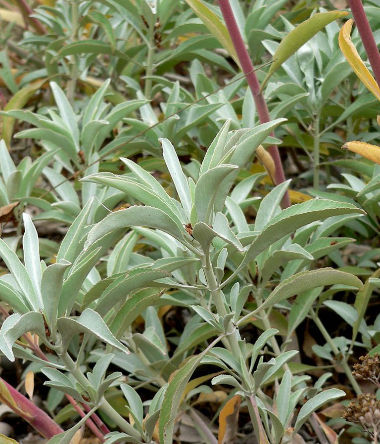Plant Profile: White Sage (Salvia apiana) – KarensGardenTips.com