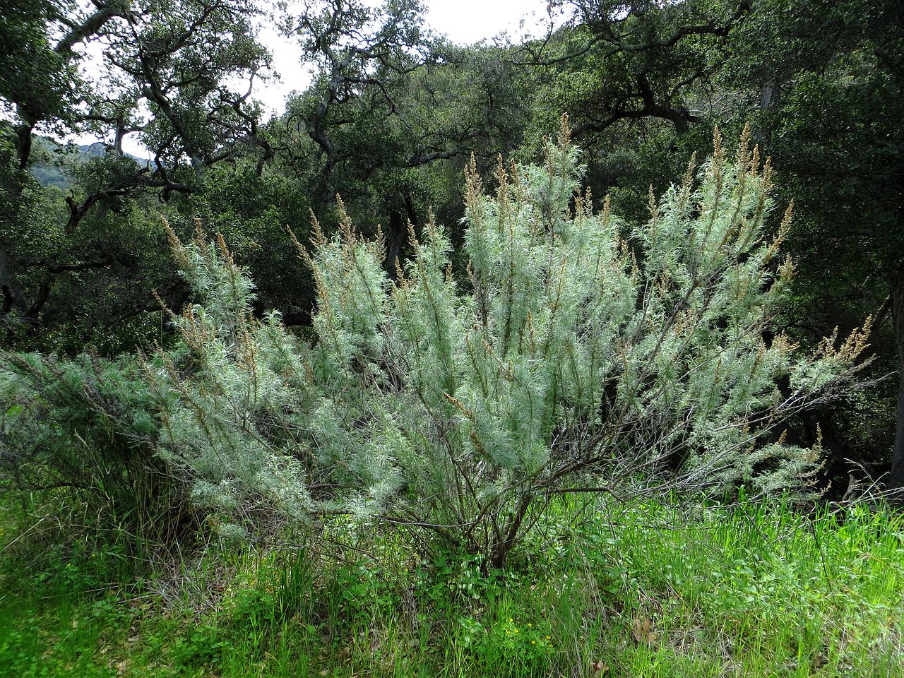 Plant Profile: California Sagebrush (Artemisia californica ...