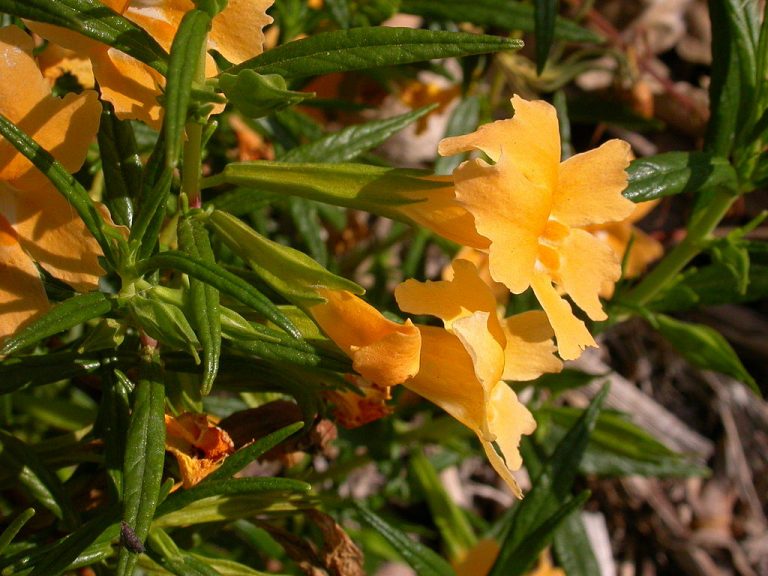 Plant Profile: Sticky Monkey Flower (Diplacus aurantiacus aka Mimulus ...