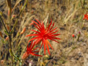 Plant Profile: Cardinal Catchfly (Silene laciniata) – KarensGardenTips.com