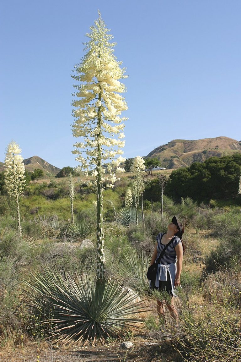 Plant Profile: Our Lord’s Candle (Hesperoyucca whipplei aka Yucca ...