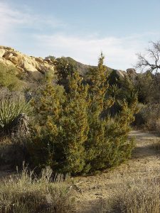 Plant Profile: California Juniper (Juniperus californica ...