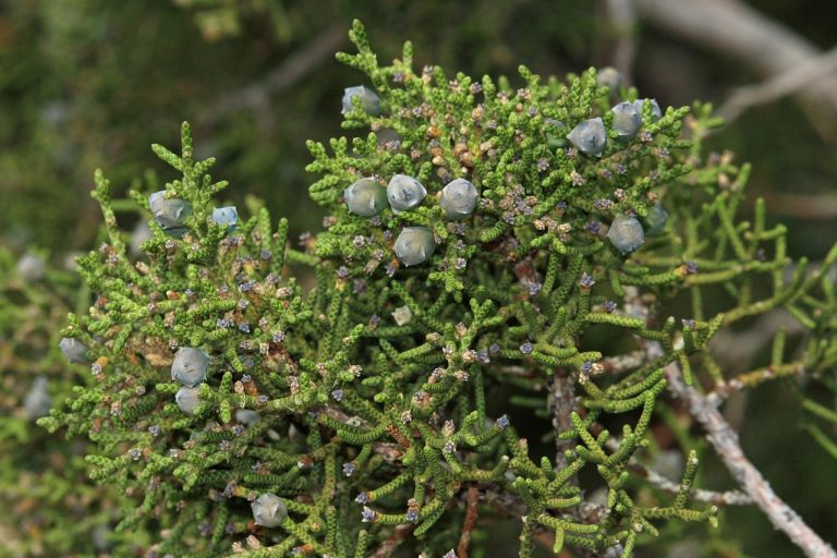Plant Profile: California Juniper (Juniperus californica ...