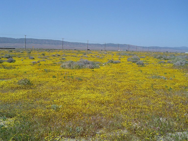 Plant Profile: California Goldfields (Lasthenia californica ...