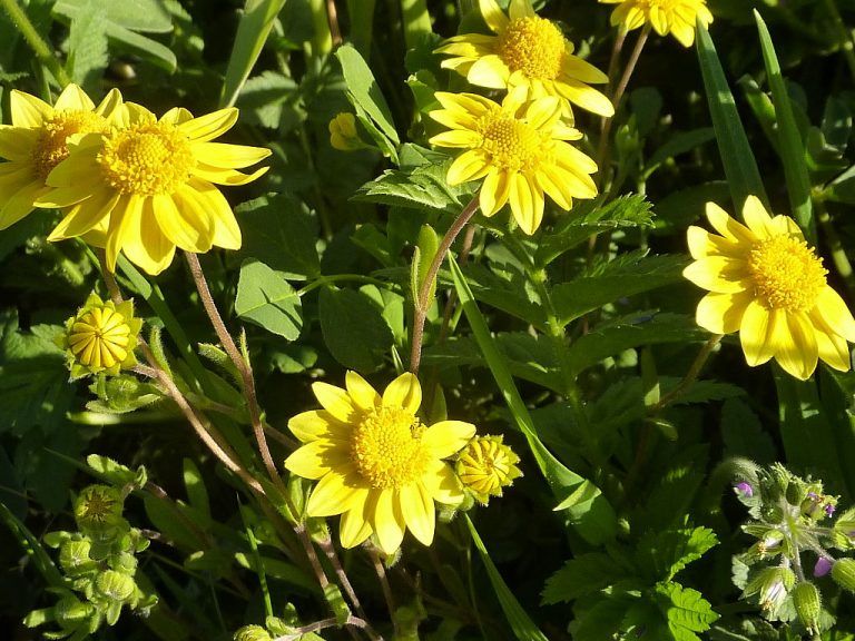 Plant Profile: California Goldfields (Lasthenia californica ...