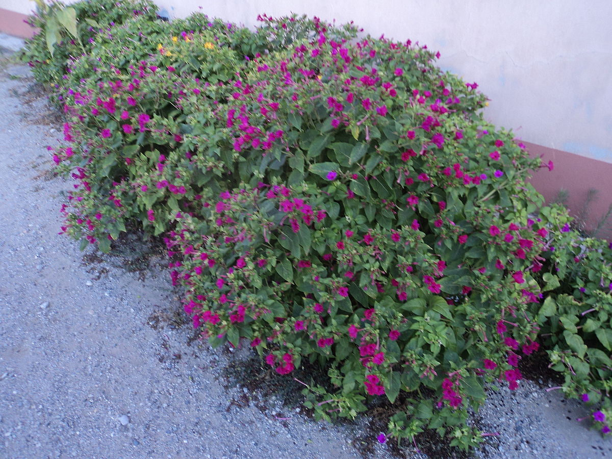 Plant Profile: Four-O’Clock (Mirabilis jalapa) – KarensGardenTips.com
