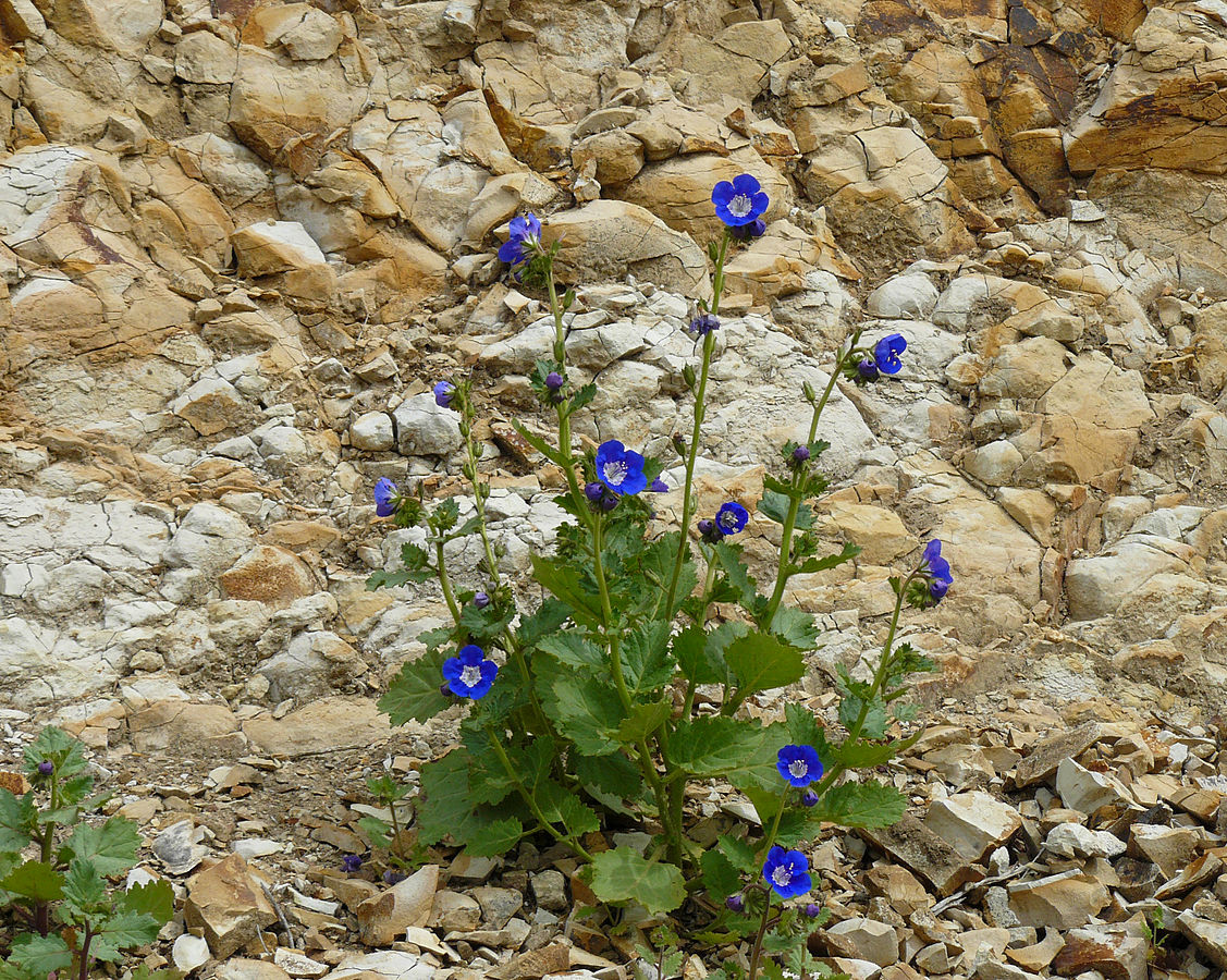 Plant Profile: Sticky Phacelia (Phacelia viscida) – KarensGardenTips.com