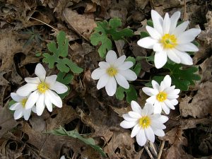 Poisonous Plants: Bloodroot (Sanguinaria canadensis) – KarensGardenTips.com