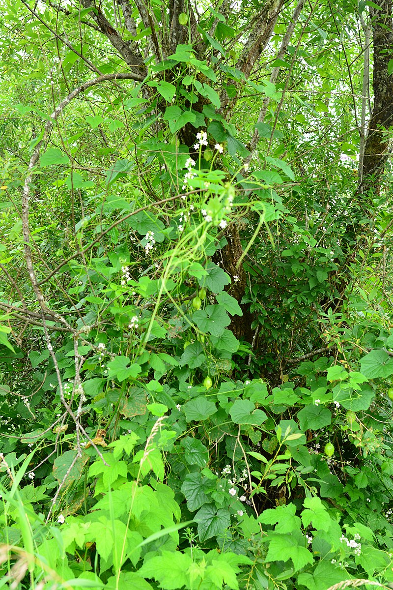 Plant Profile: Oregon Manroot (Marah oreganus aka Echinocystis oregana ...