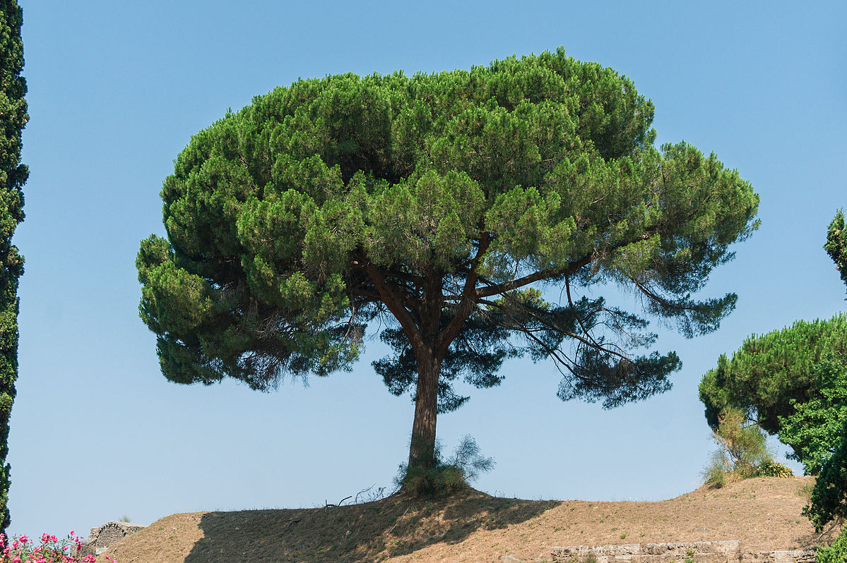 Plants of Ancient Pompeii: Stone Pine (Pinus pinea aka Apinus pinea ...