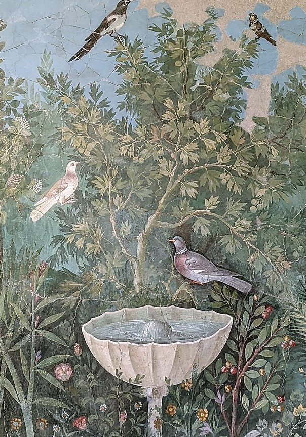 Plants of Ancient Pompeii: Old World Plane Tree (Platanus orientalis ...