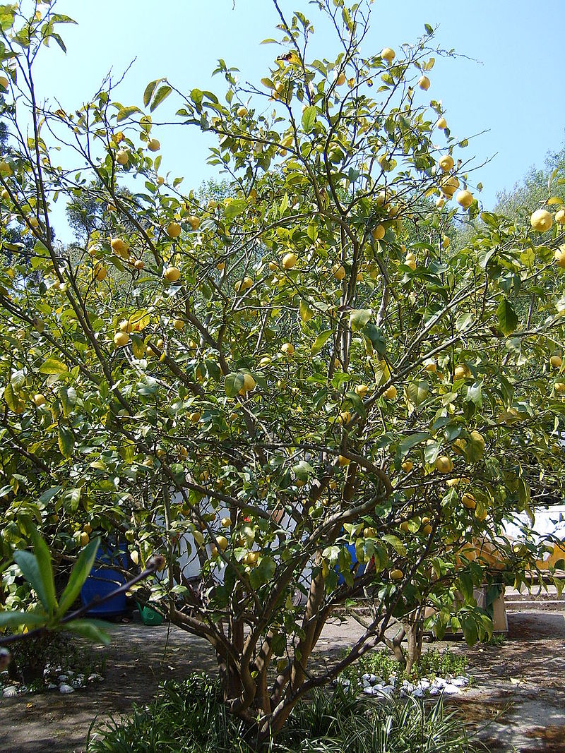 Plants of Ancient Pompeii: Lemon (Citrus limon) – KarensGardenTips.com