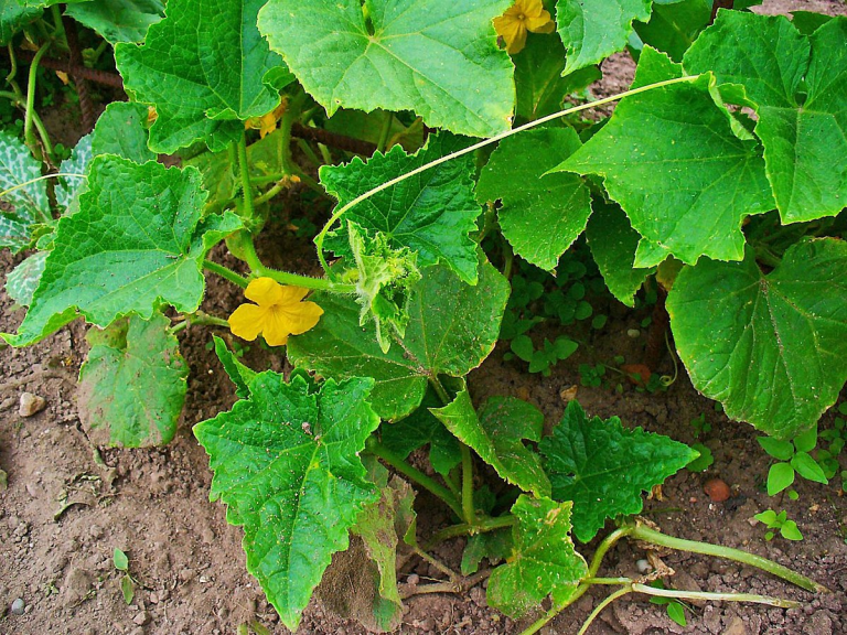 Plants of Ancient Pompeii: Cucumus (Cucumber and Melons ...