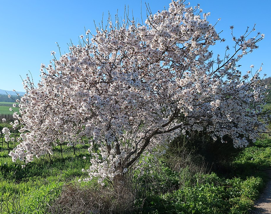 Plant Profile: Almond (Prunus amygdalus aka Amygdalus communis ...
