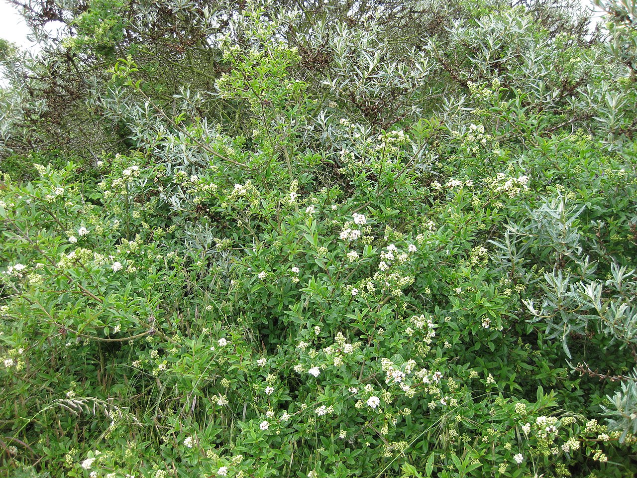 Plant Profile: European Privet (Ligustrum vulgare) – KarensGardenTips.com