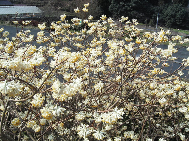 Plant Profile: Chinese Paperbush (Edgeworthia chrysantha ...