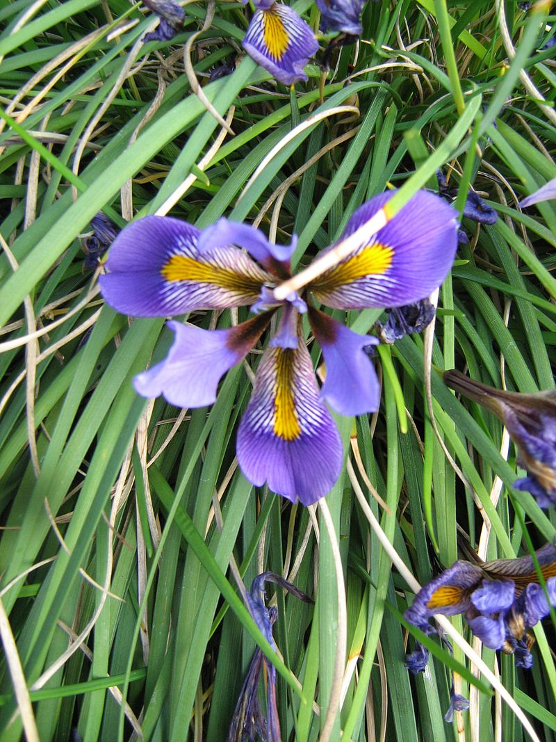 Plant Profile: Algerian Iris (Iris unguicularis aka I. stylosa ...