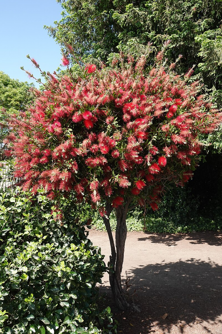 Genus: Bottlebrush (Callistemon spp) – KarensGardenTips.com
