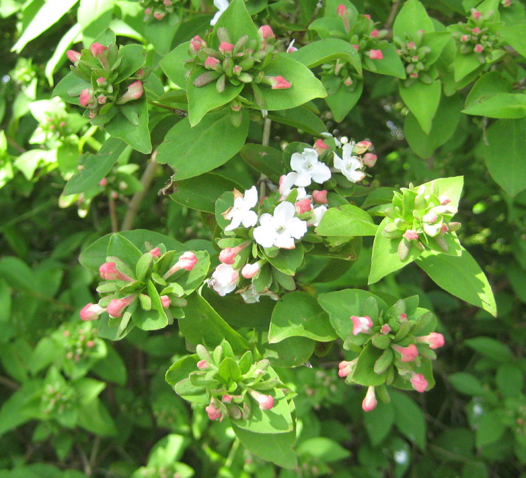 Plant Profile: Fragrant Abelia (Abelia mosanensis aka Zabelia ...