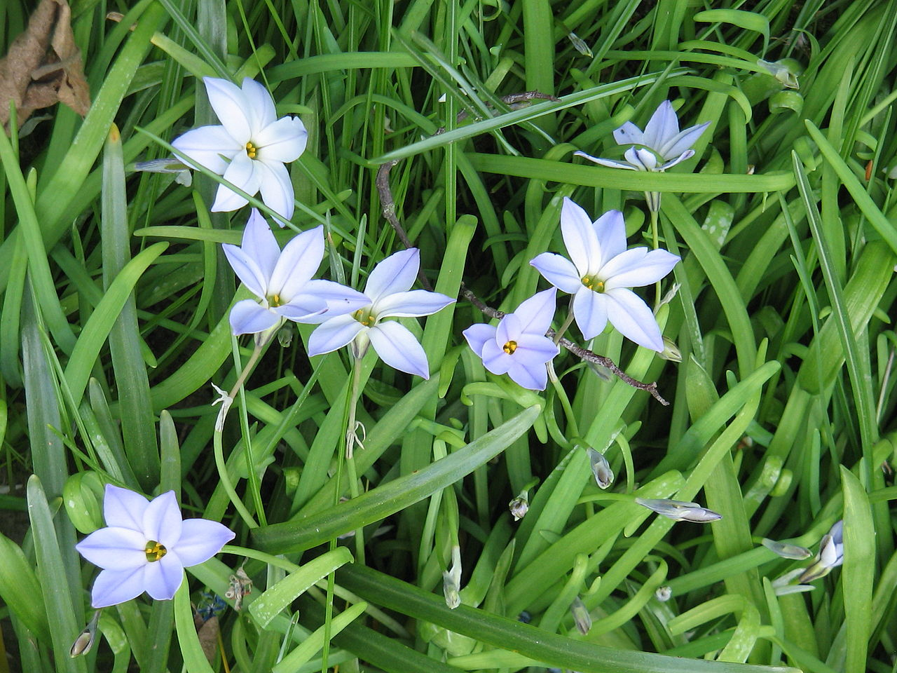 Plant Profile: Spring Starflower (Ipheion uniflorum aka Brodiaea ...
