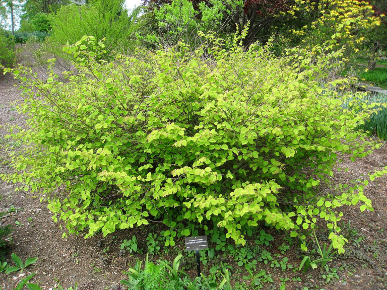 Plant Profile: Buttercup Winter Hazel (Corylopsis pauciflora ...