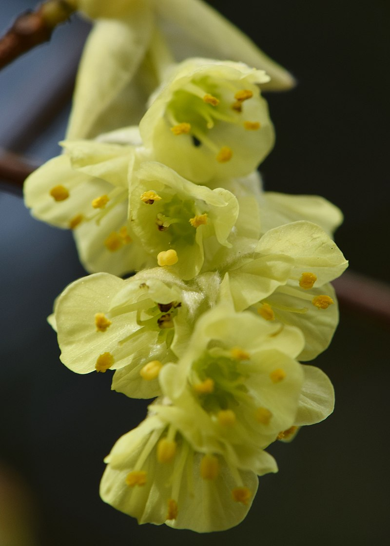Plant Profile: Chinese Winter Hazel (Corylopsis platypetala ...