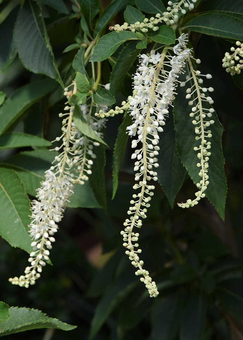 Plant Profile: Japanese Clethra (Clethra barbinervis ...