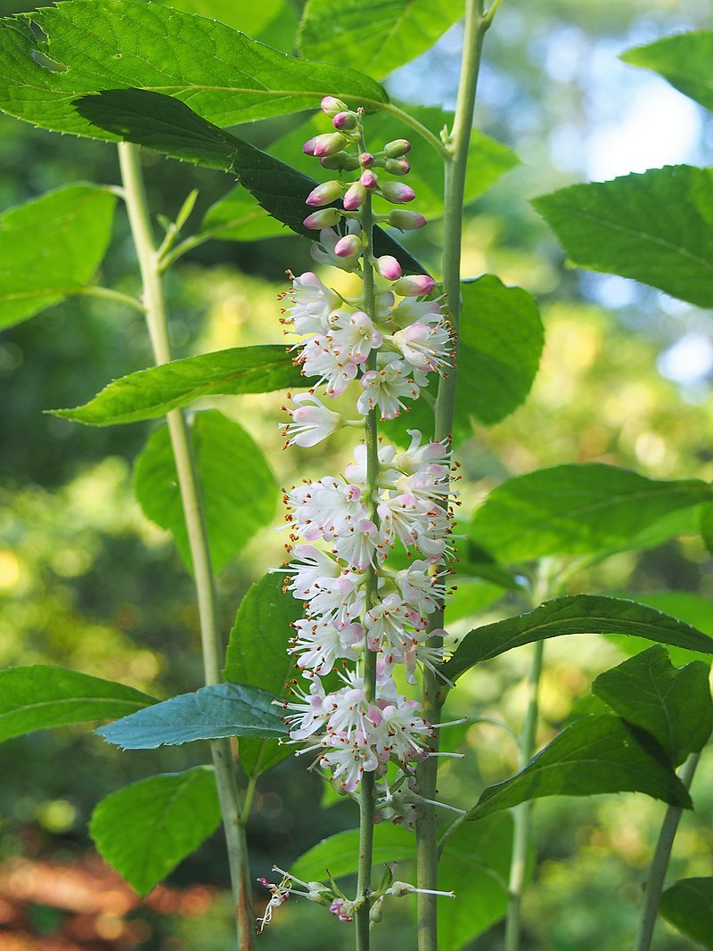 Plant Profile: Chinese Alder (Clethra fargesii) – KarensGardenTips.com