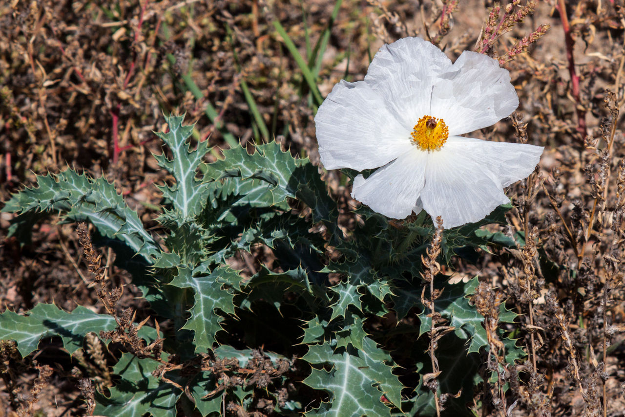 Wildflowers: Poppies Native to the Midwest – KarensGardenTips.com