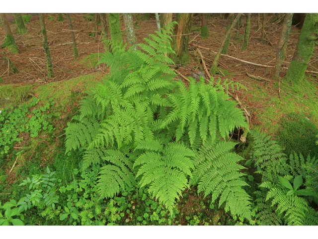 Wild Flowers: Lady Ferns (Athyrium sp.) Native to the Southwest ...
