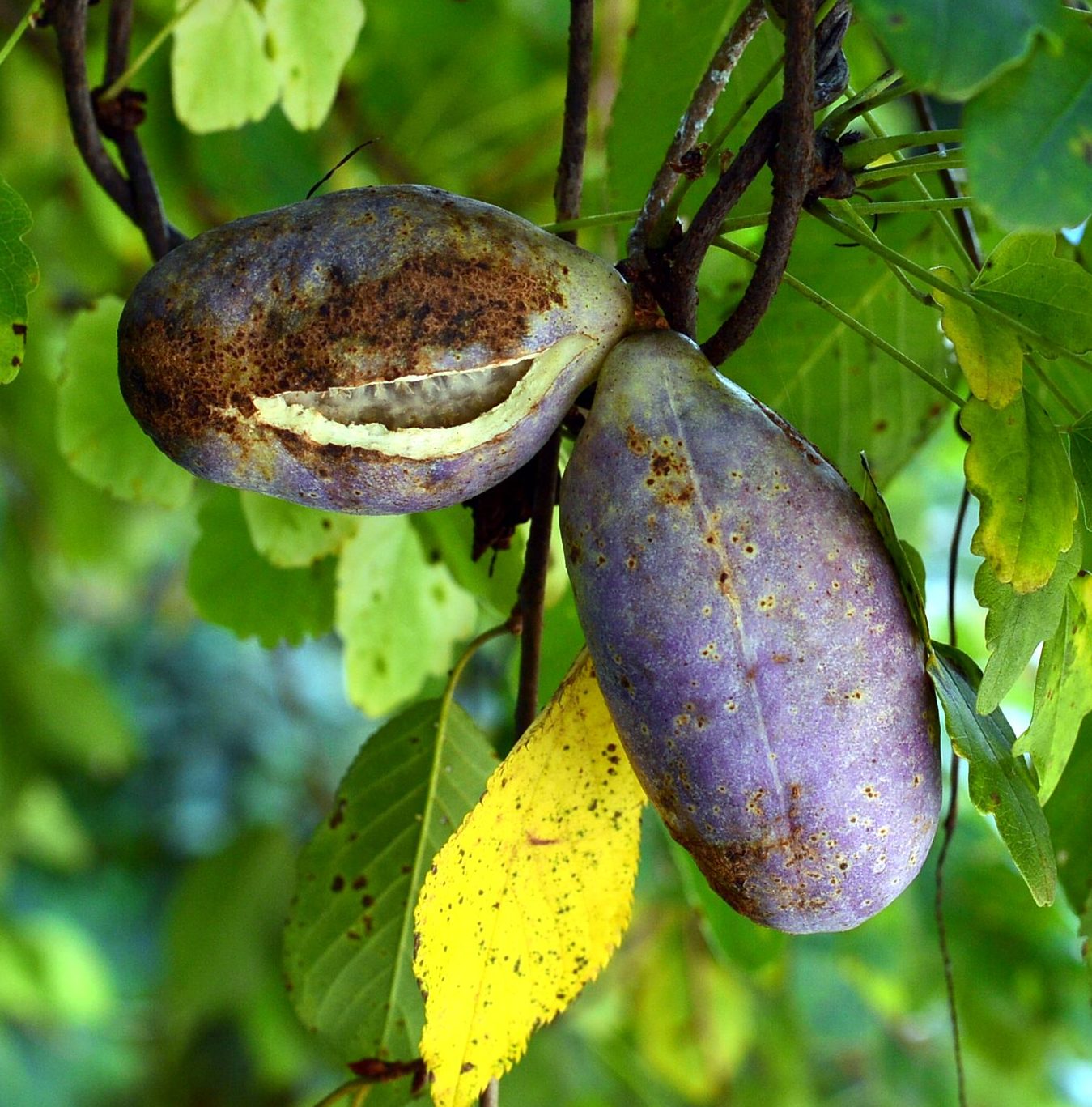 Plant Profile: Three-Leaf Akebia (Akebia trifoliata) – KarensGardenTips.com