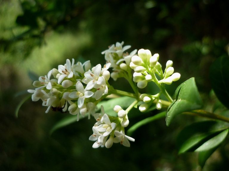 Plant Profile: European Privet (Ligustrum vulgare) – KarensGardenTips.com