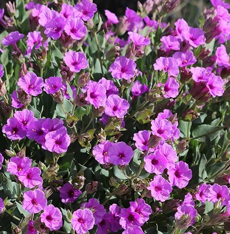 Plant Profile: Desert Four O’Clock (Mirabilis multiflora ...