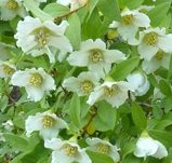 Plant Profile: Littleleaf Mock-Orange (Philadelphus microphyllus ...