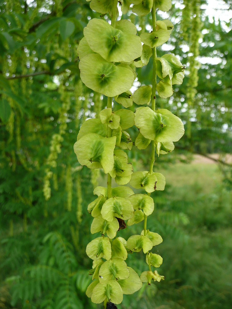 Plant Profile: Caucasian Wingnut (Pterocarya fraxinifolia ...