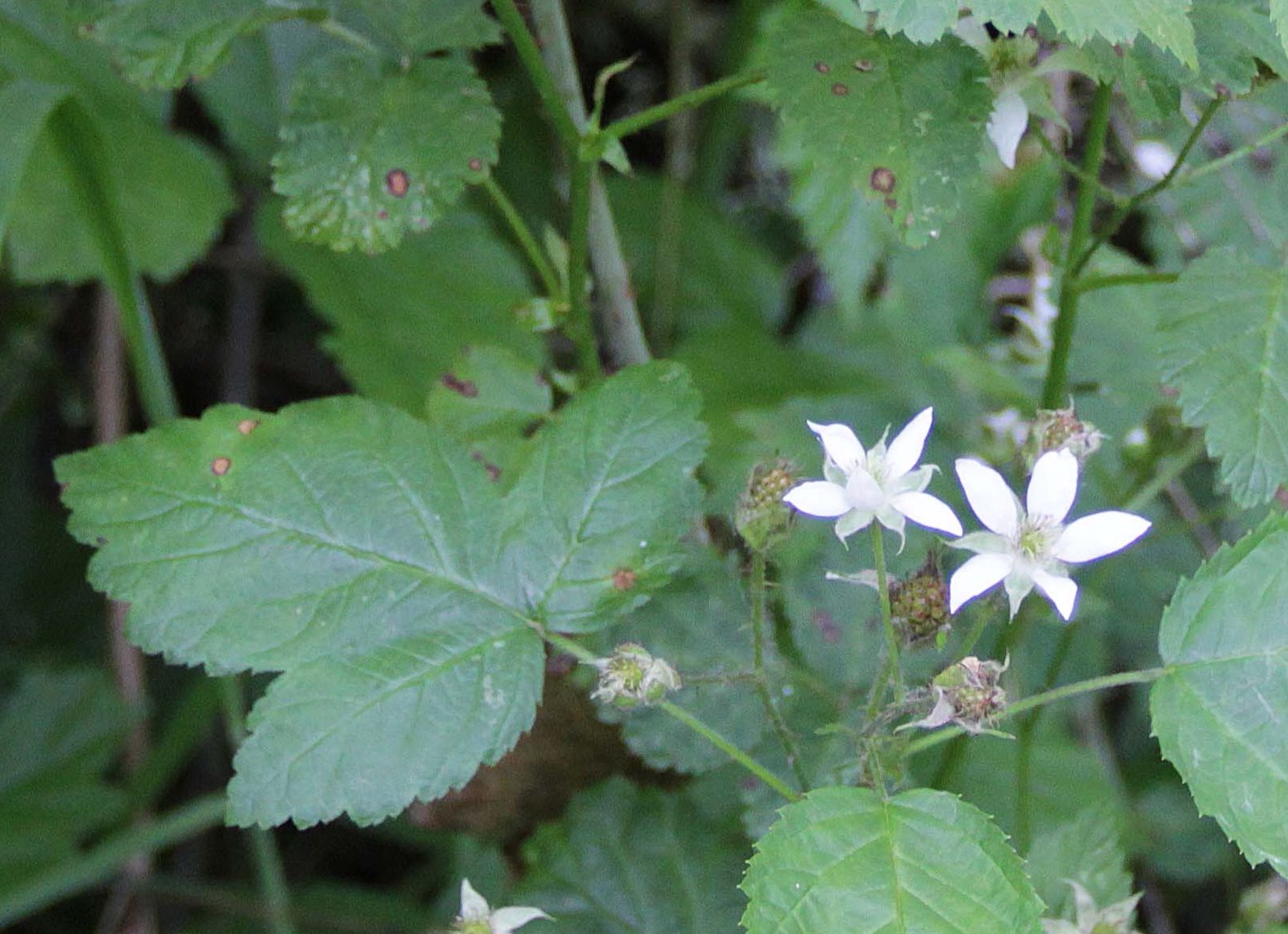 Weeds and Their Control: Trailing Blackberry (Rubus ursinus aka R ...