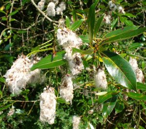 Plant Profile: Bay Willow (Salix pantandra) – KarensGardenTips.com
