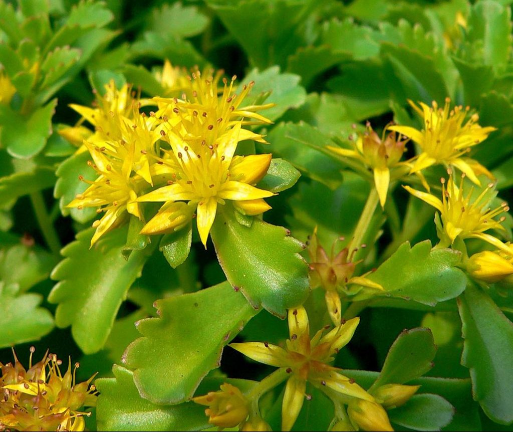 Plant Profile: Russian Stonecrop (Sedum kamtschaticum ...